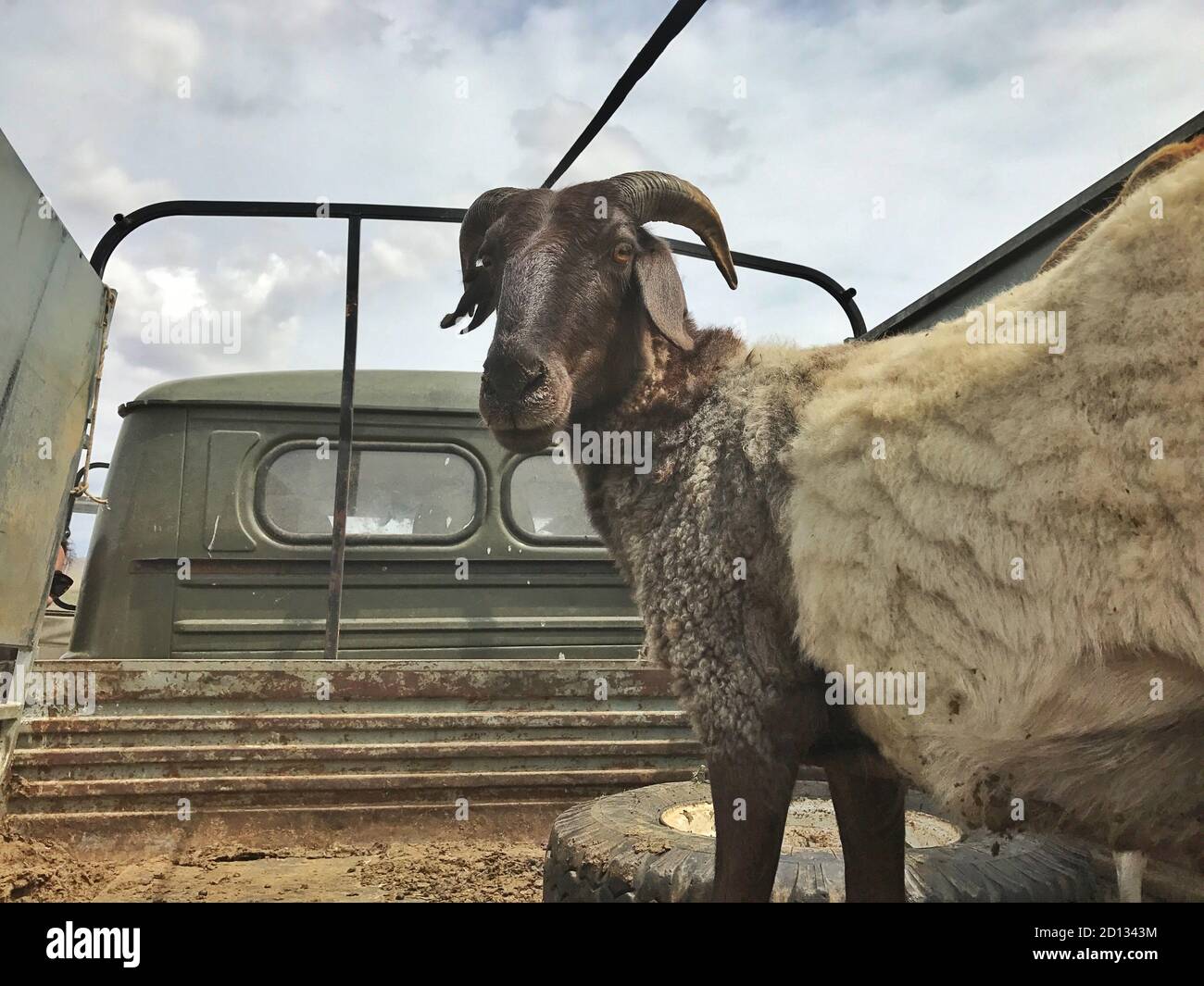 Capra in una macchina immagini e fotografie stock ad alta risoluzione ...