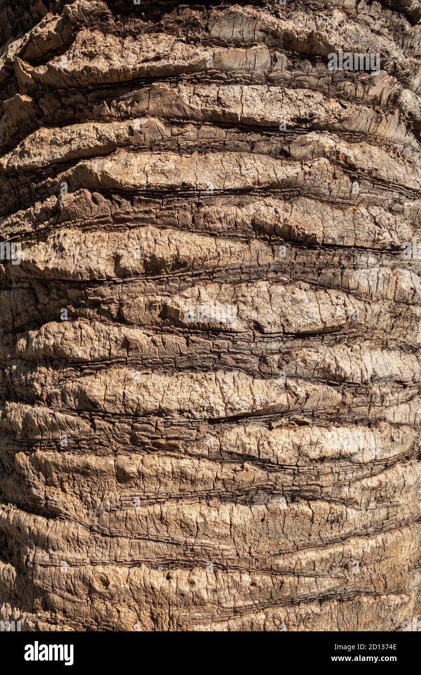 Macro del tronco della corteccia di struttura della palma immagini e ...