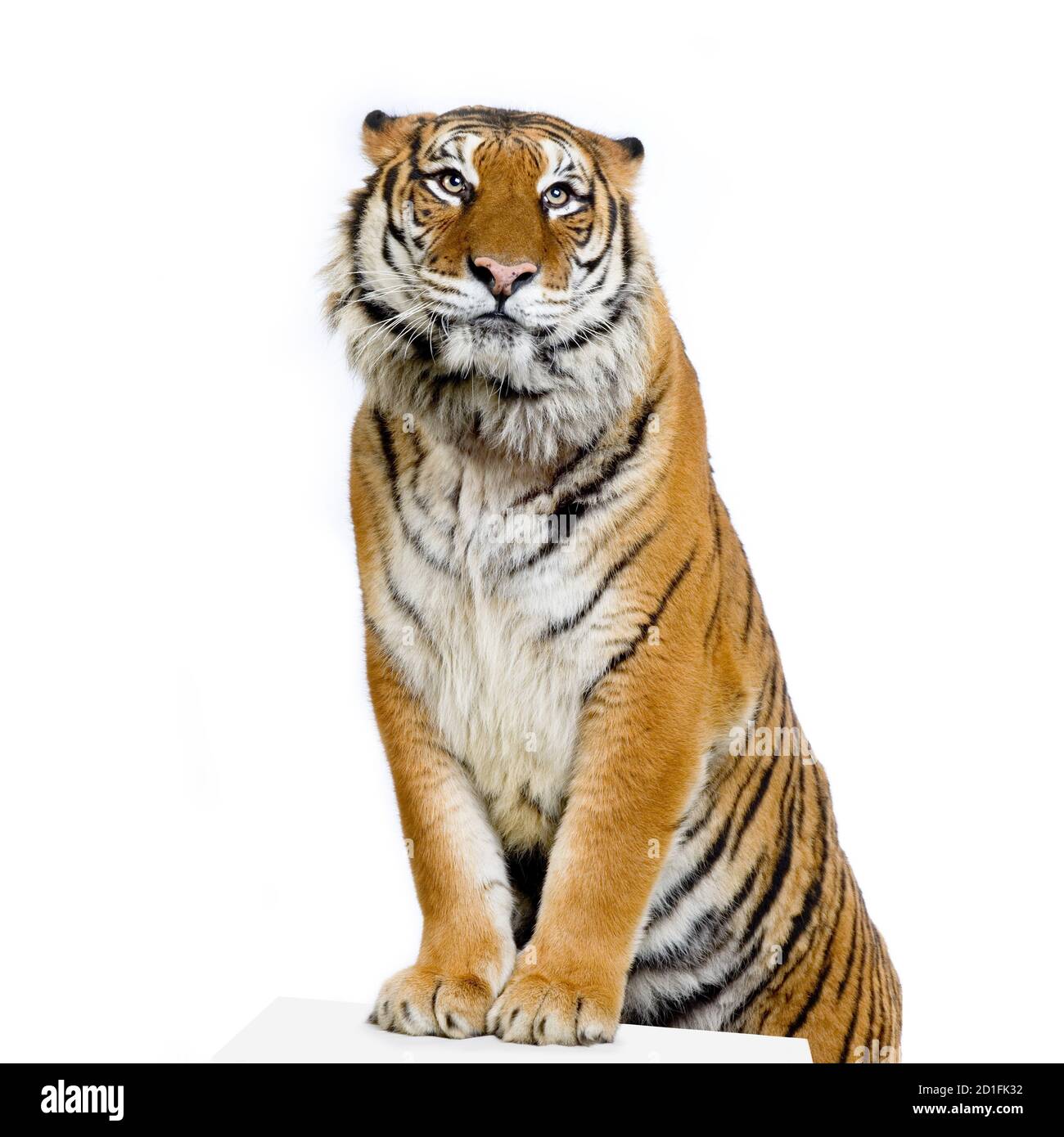 Tigre png immagini e fotografie stock ad alta risoluzione - Alamy