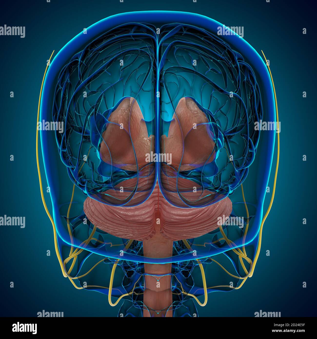 Anatomia delle parti interne del cervello umano per l'illustrazione 3D ...