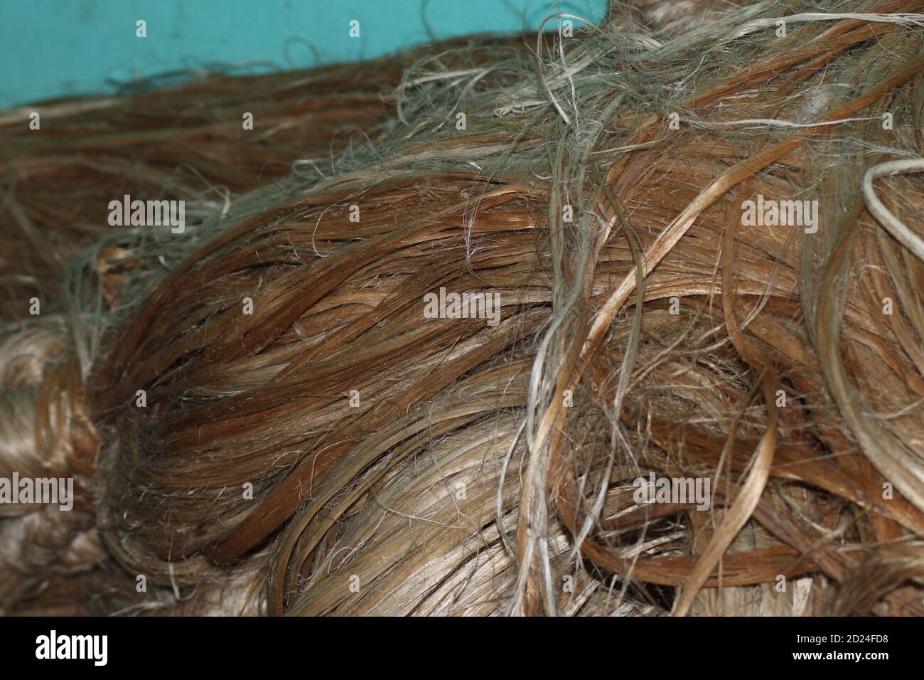 Cultura della iuta immagini e fotografie stock ad alta risoluzione - Alamy