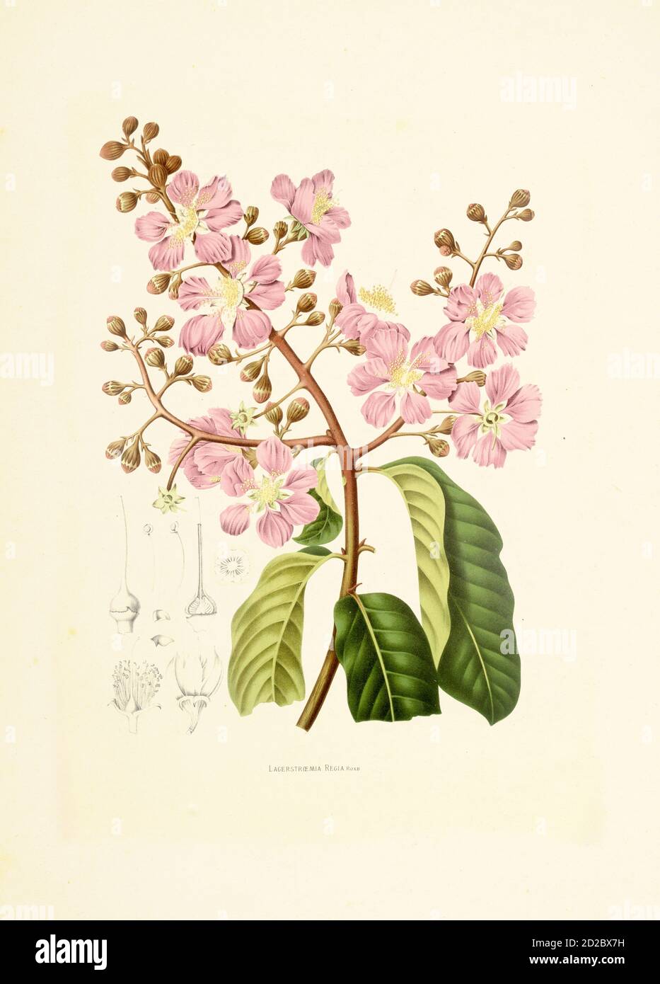 Lagerstroemia regia immagini e fotografie stock ad alta risoluzione - Alamy
