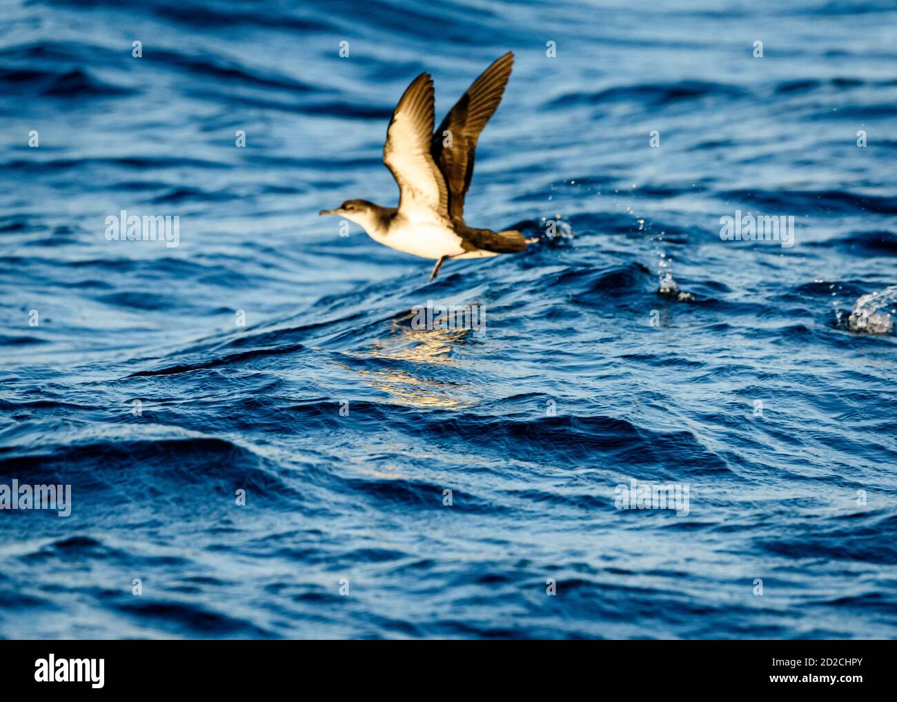 Procellariidae della famiglia degli uccelli marini immagini e ...