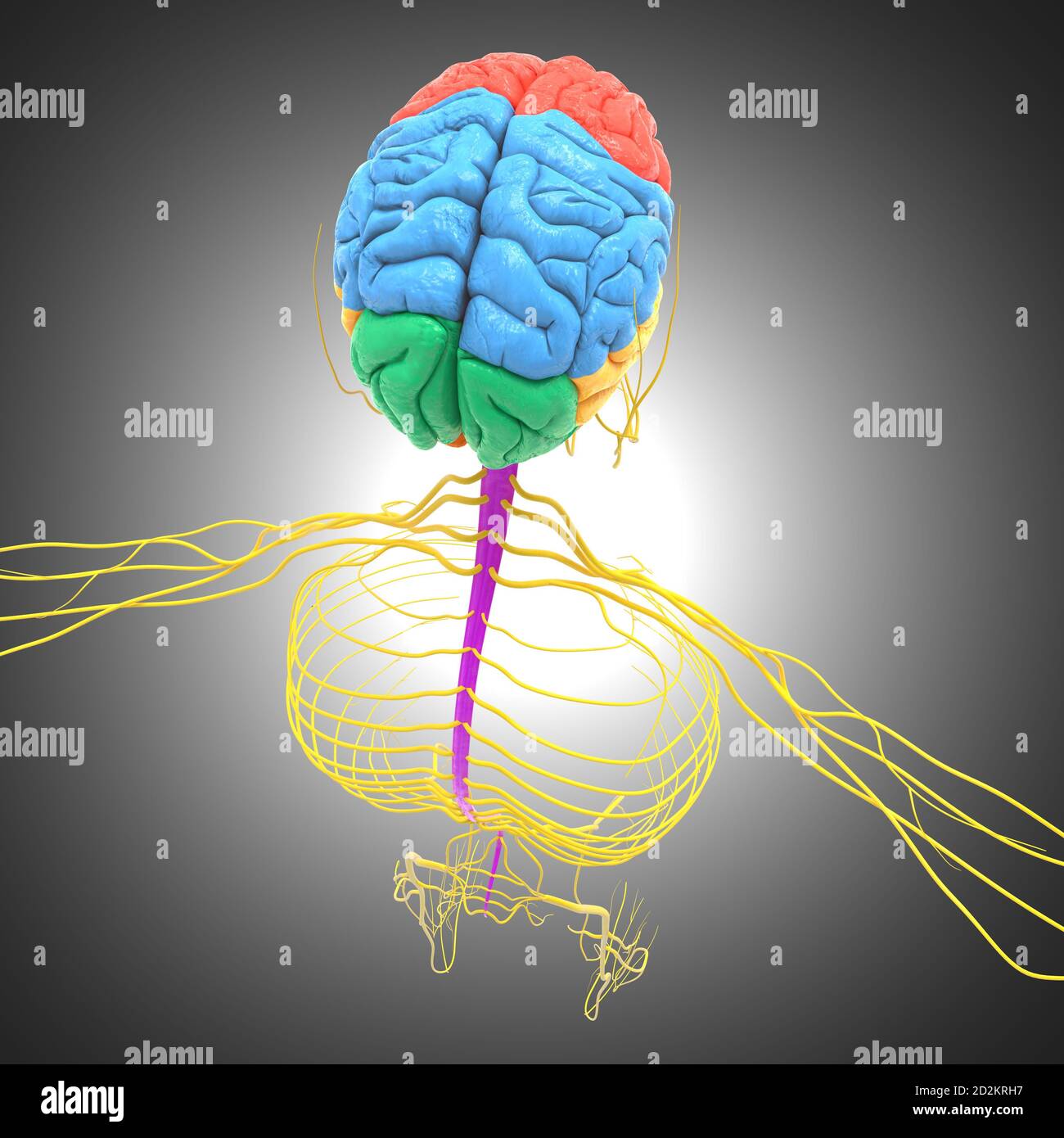 Lobi Del Cervello Umano Immagini e Fotos Stock - Alamy
