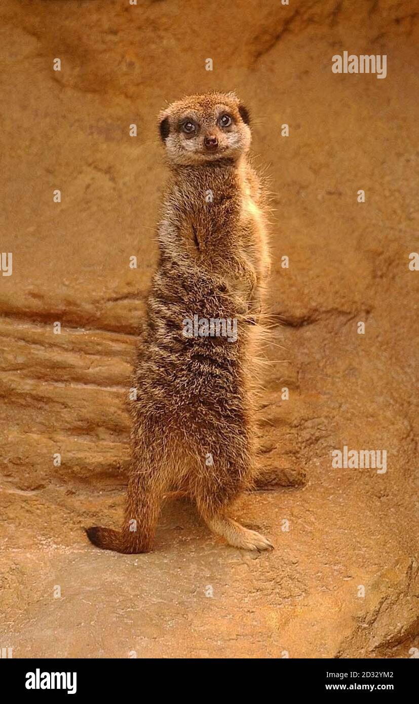 Famiglie di suricati immagini e fotografie stock ad alta risoluzione ...