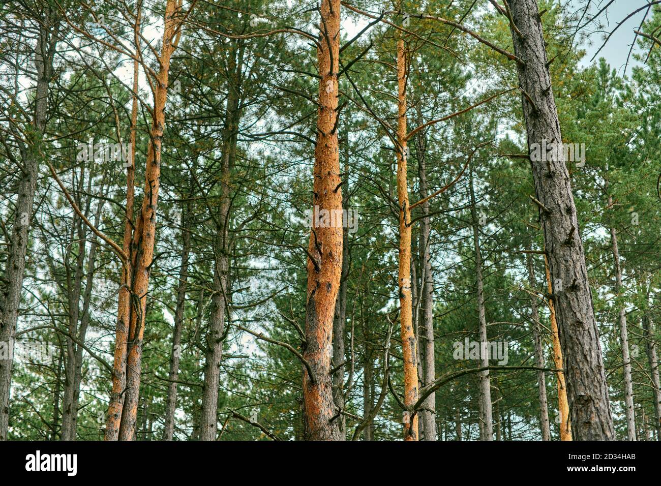 Conifera Sempreverde Immagini e Fotos Stock - Alamy