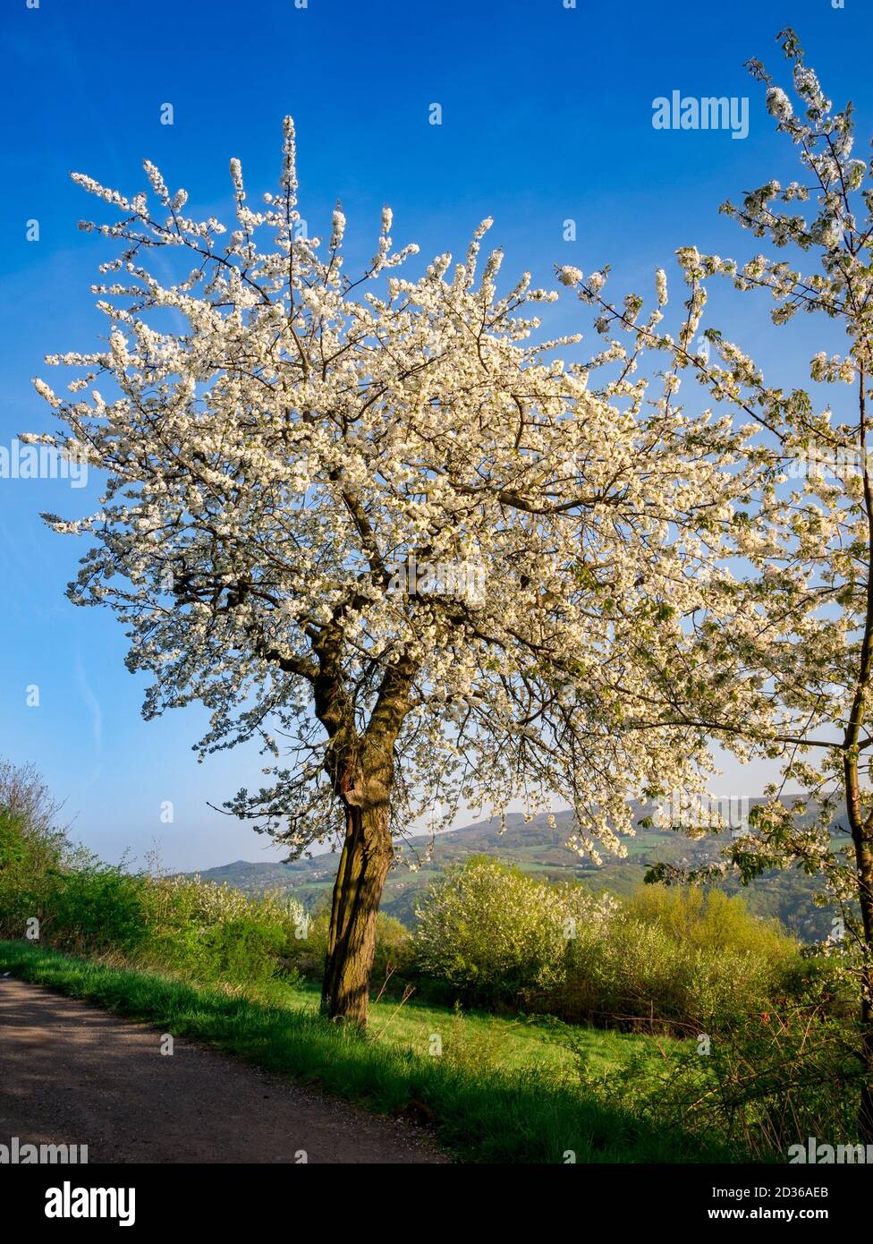 Albero di ciliegio selvatico immagini e fotografie stock ad alta ...