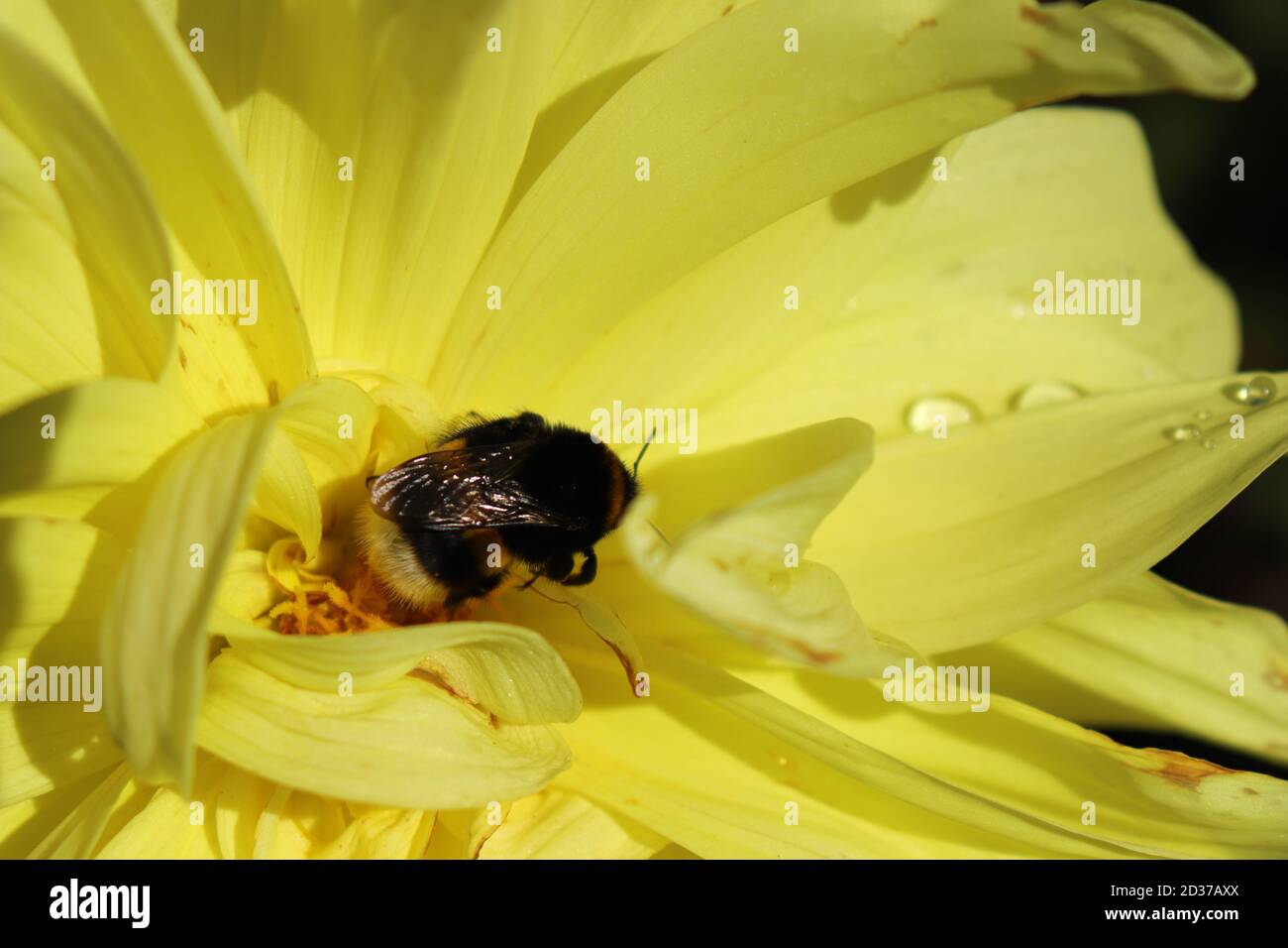 Simbiosi vegetale animale immagini e fotografie stock ad alta ...