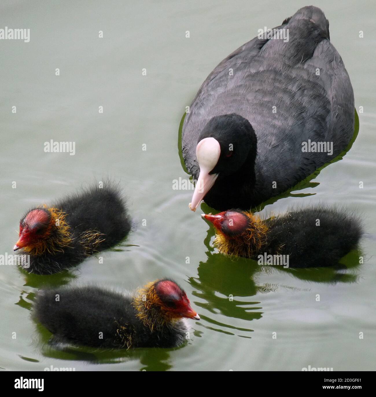 3 pulcini immagini e fotografie stock ad alta risoluzione - Alamy