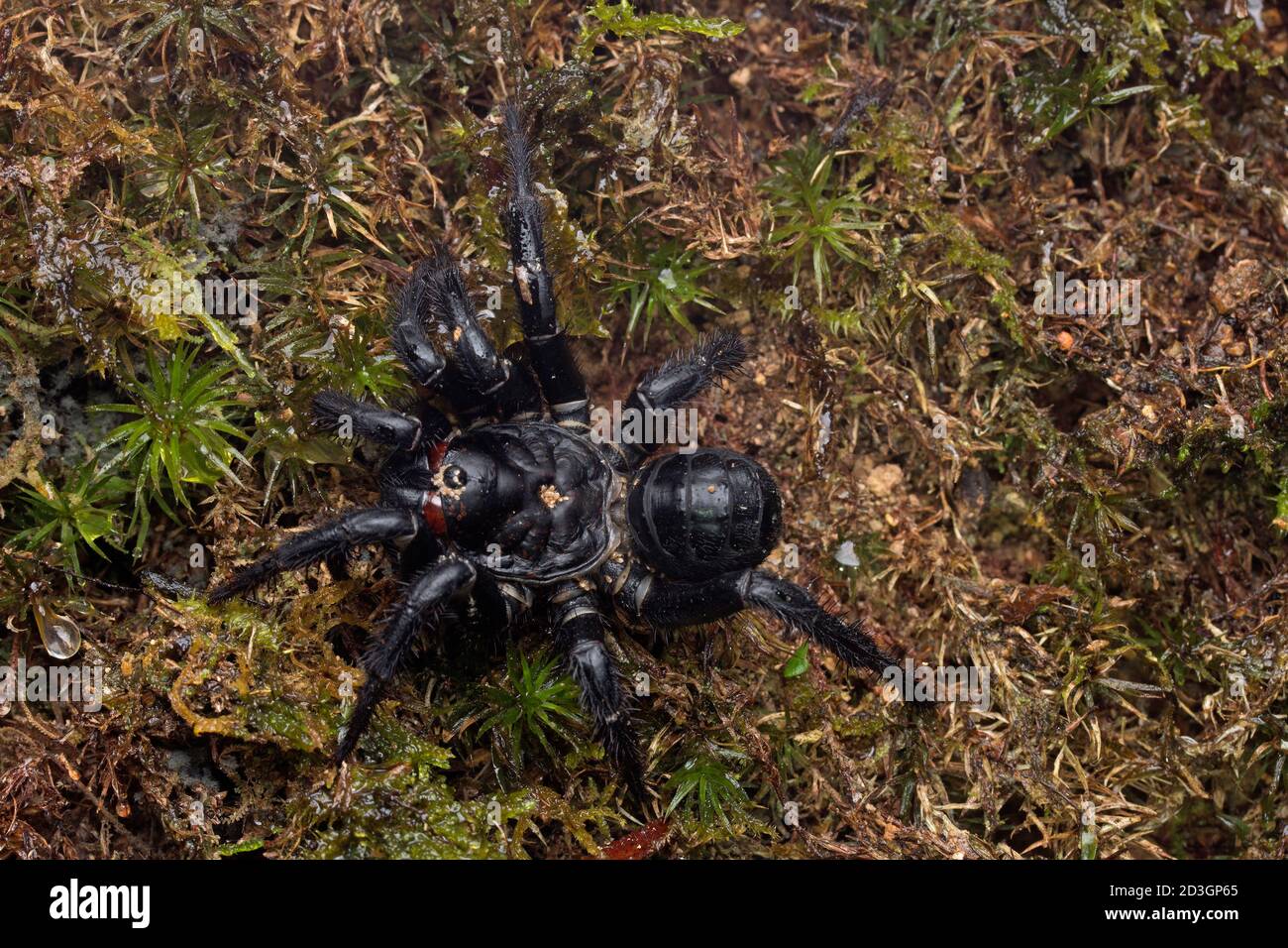 Ragno botola immagini e fotografie stock ad alta risoluzione - Alamy