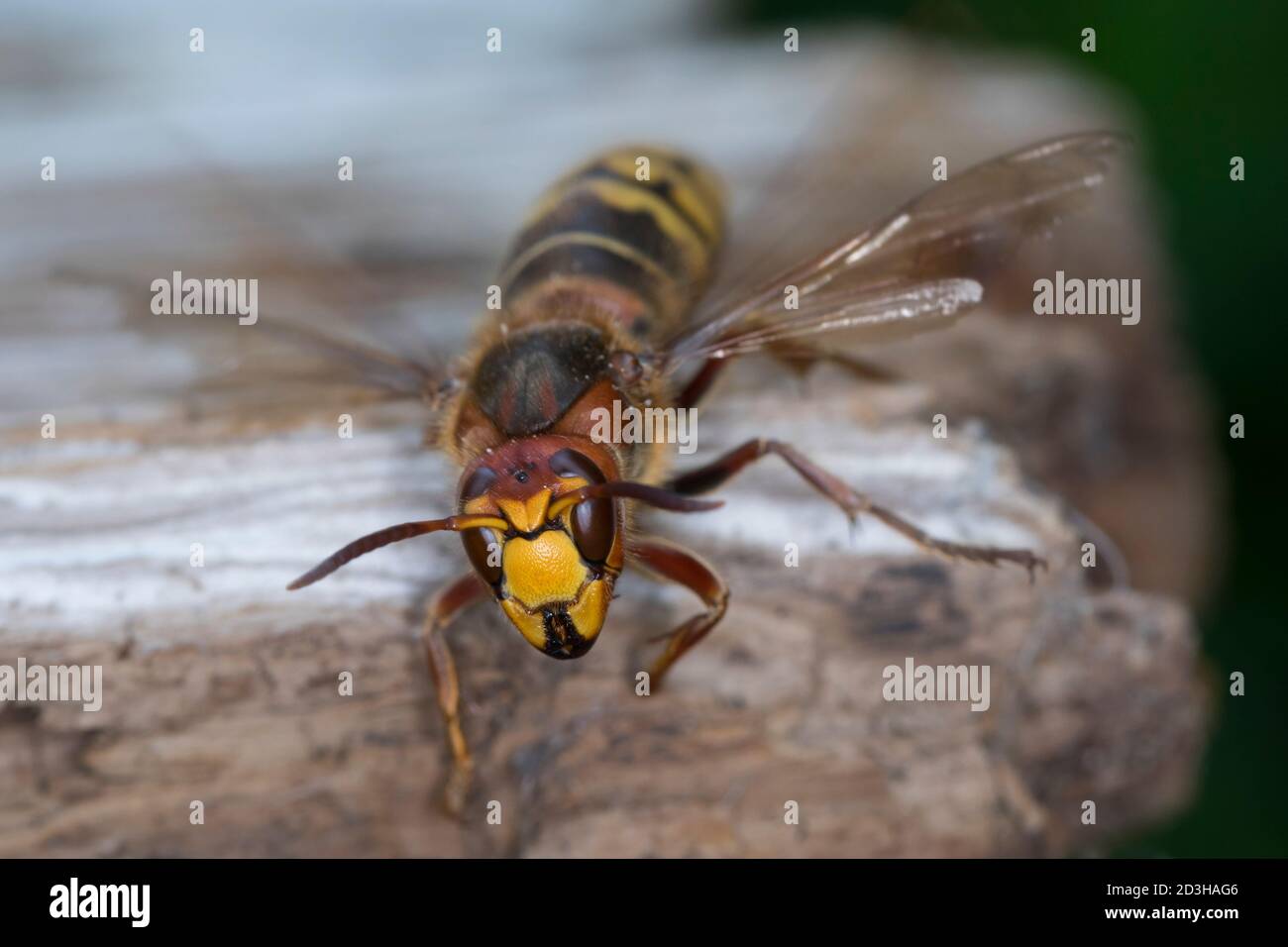 Hornisse, Hornissen, Vespa crabro, calabrone, calabrone, calabrone ...