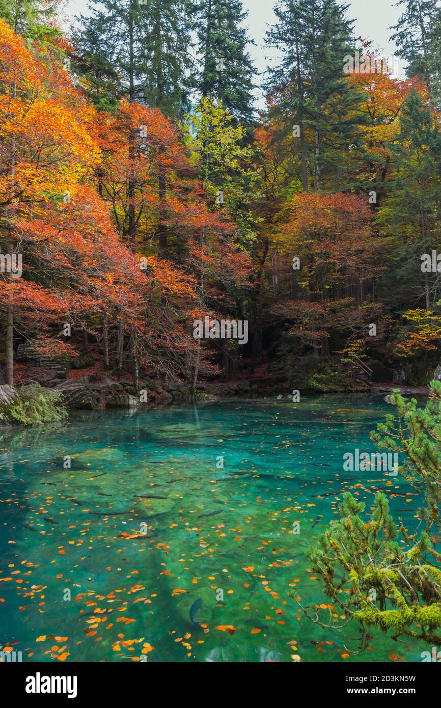 Blausee lake switzerland immagini e fotografie stock ad alta ...