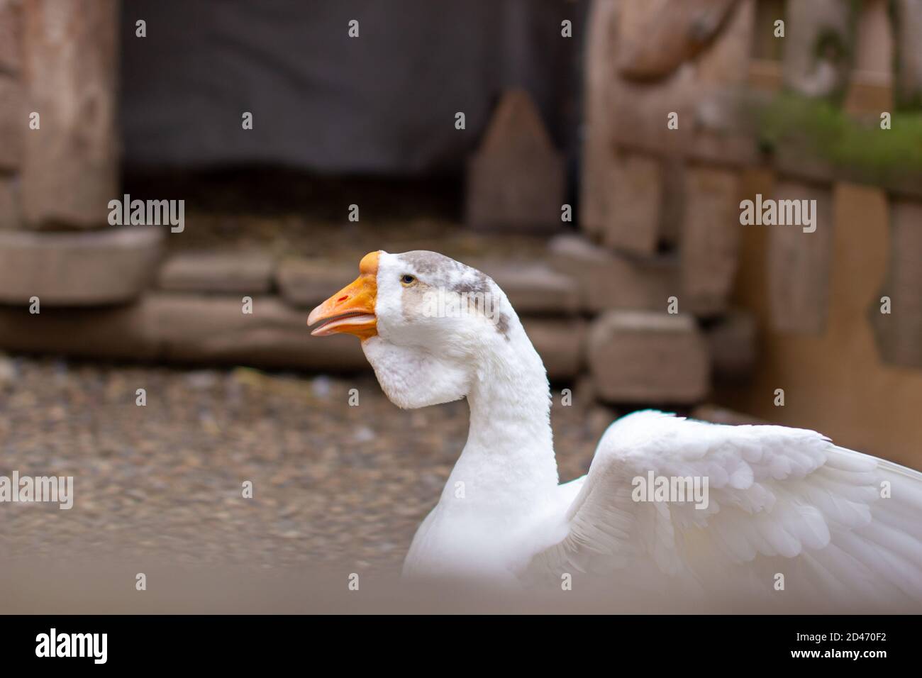 Oca bianca dall'aspetto divertente immagini e fotografie stock ad alta ...