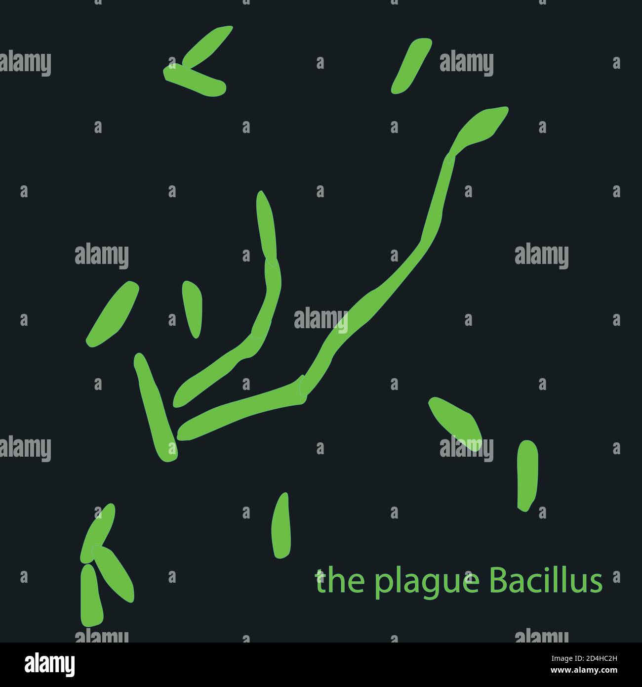 Bacillus anthracis immagini e fotografie stock ad alta risoluzione - Alamy