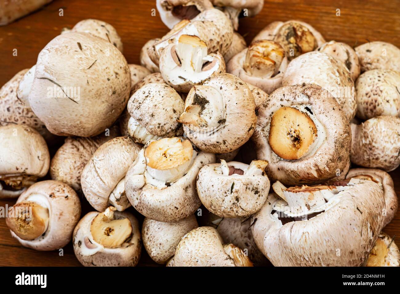 Agaricus campestris immagini e fotografie stock ad alta risoluzione - Alamy