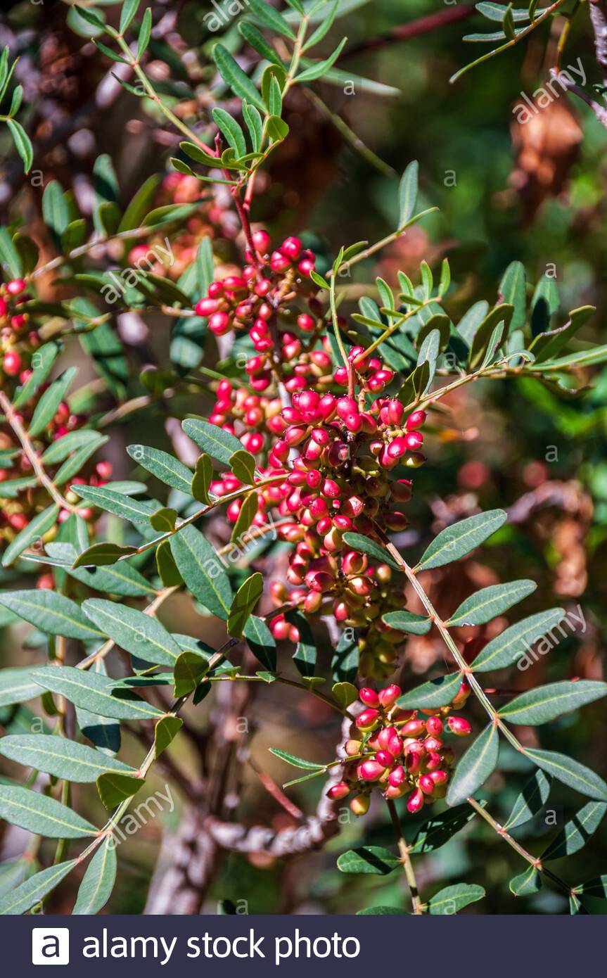Macchia Mediterranea Immagini e Fotos Stock - Alamy