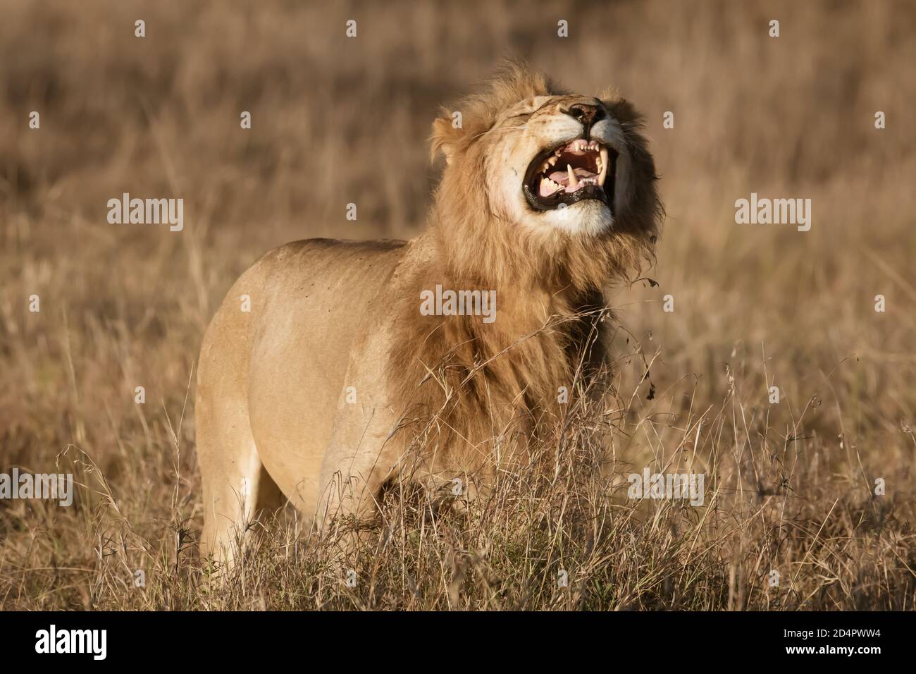 Leoni Ruggenti Immagini e Fotos Stock - Alamy