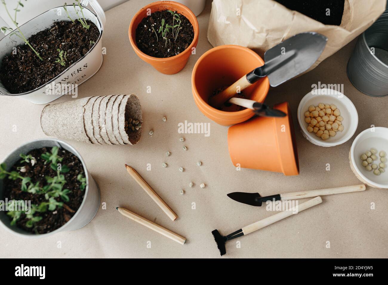 Come coltivare semi di piselli a casa. I piselli piccoli nuovi ...