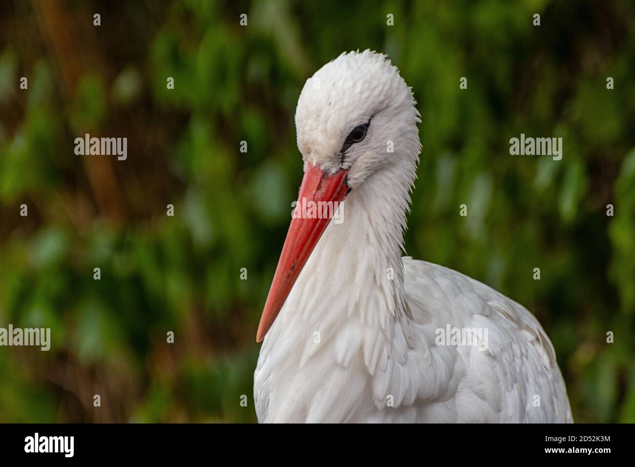 Una cicogna bianca immagini e fotografie stock ad alta risoluzione - Alamy