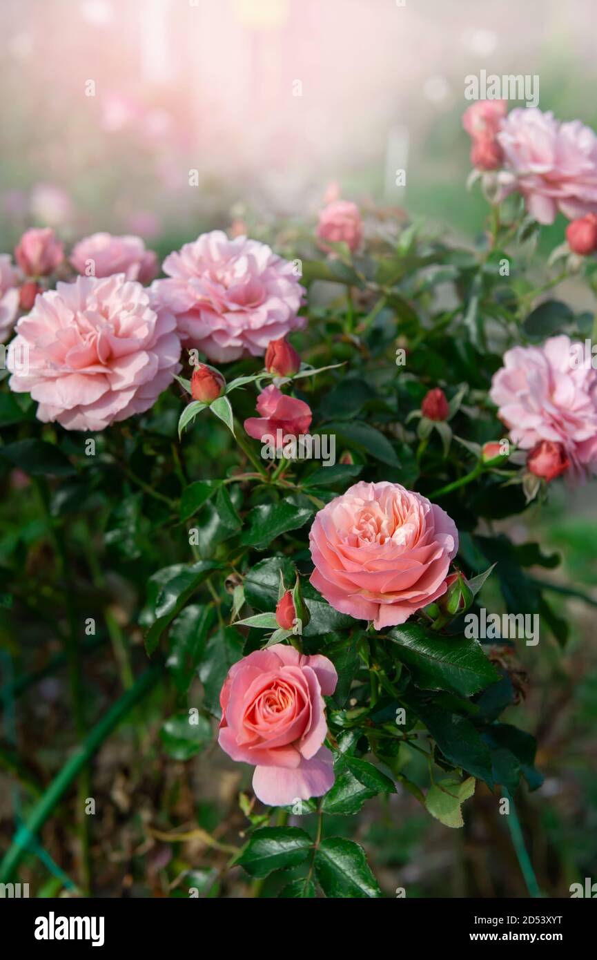 Cespuglio di belle rose rosa. Boccioli doppi a forma di peonia nel ...