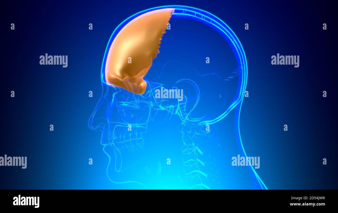 Anatomia ossea frontale del cranio dello scheletro umano per l ...