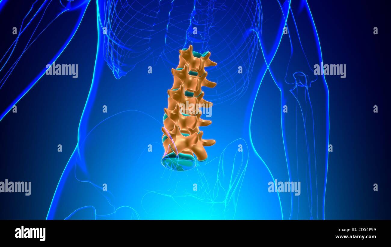 Anatomia Della Colonna Lombare Immagini e Fotos Stock - Alamy