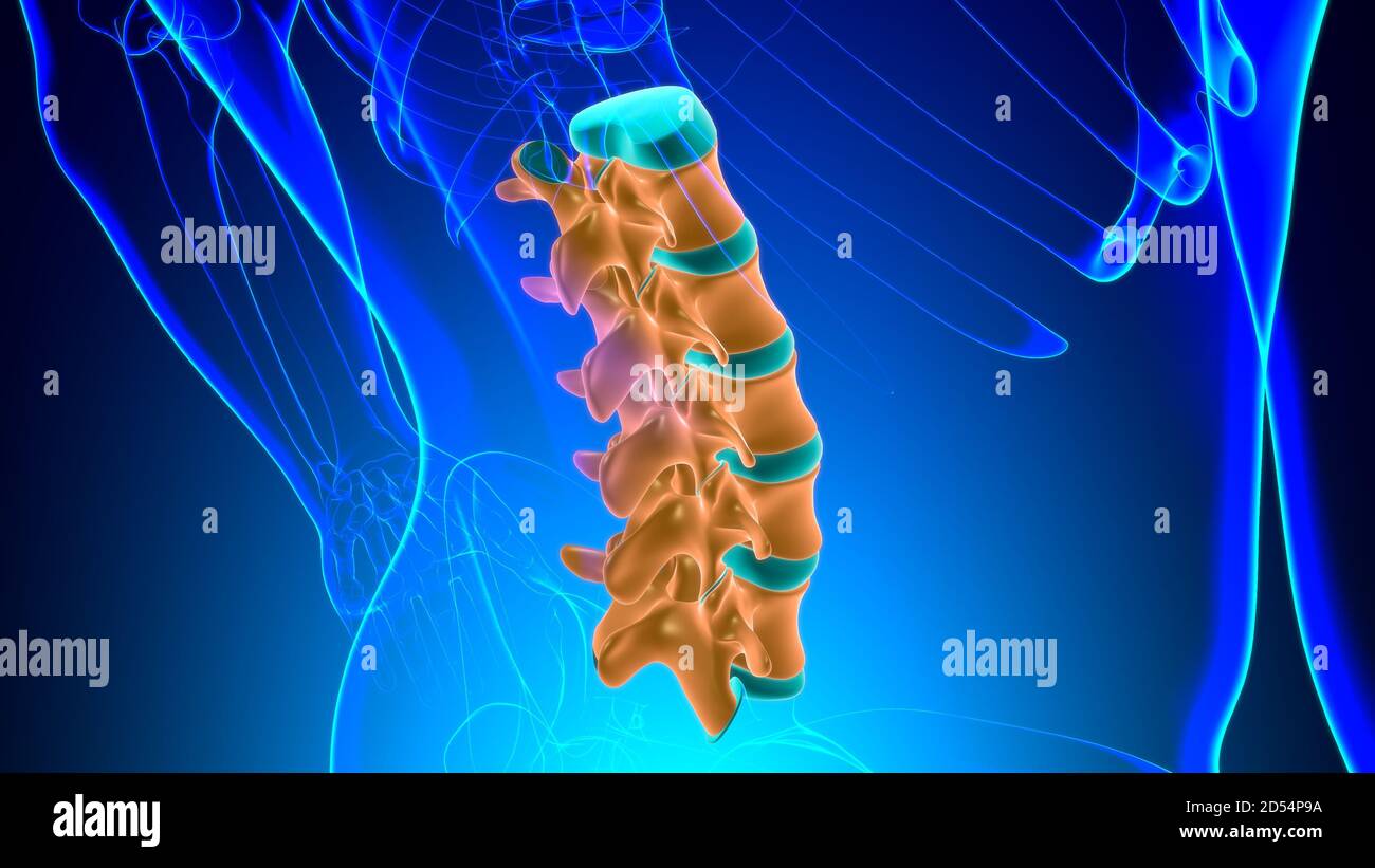 Colonna vertebrale scheletro umano vertebre lombare Anatomia 3D ...