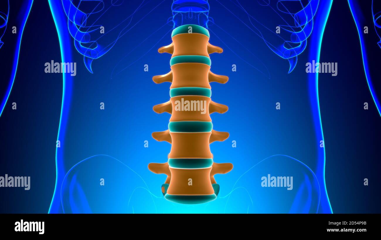 Colonna vertebrale scheletro umano vertebre lombare Anatomia 3D ...