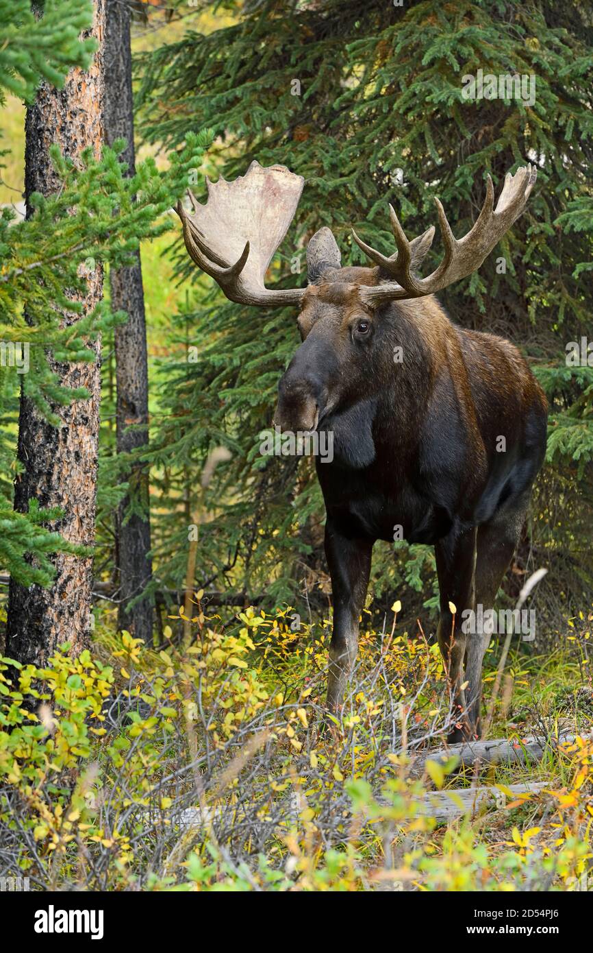 Toro alci in canada immagini e fotografie stock ad alta risoluzione - Alamy