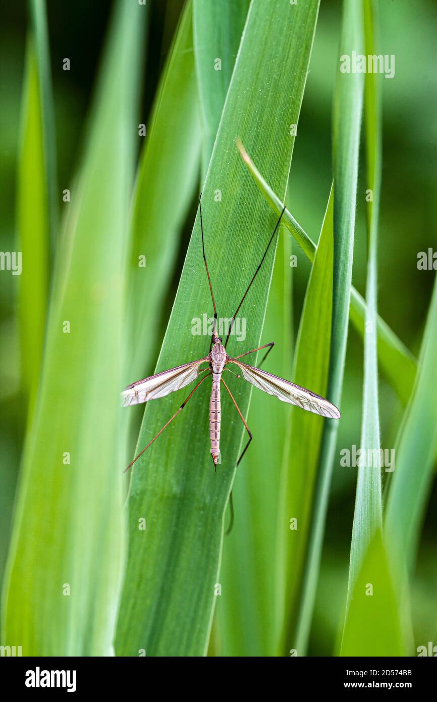 Crane fly tipula oleracea immagini e fotografie stock ad alta ...