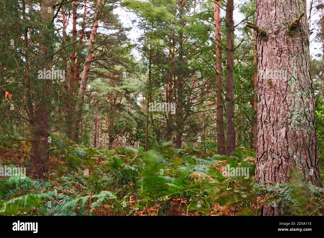 Sandringham country park immagini e fotografie stock ad alta ...