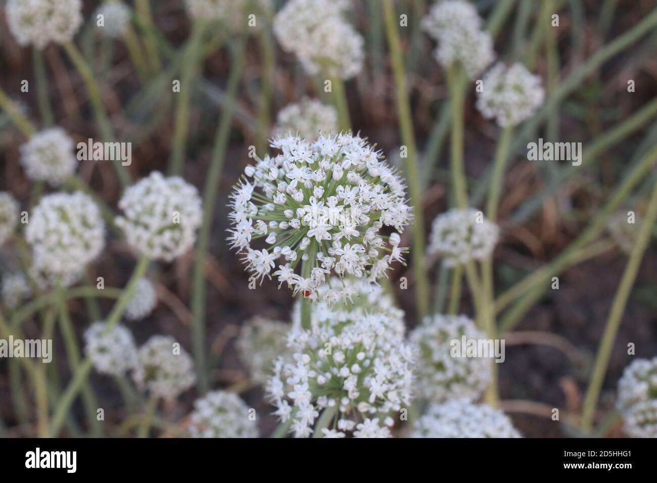 Pianta e cipolla immagini e fotografie stock ad alta risoluzione - Alamy