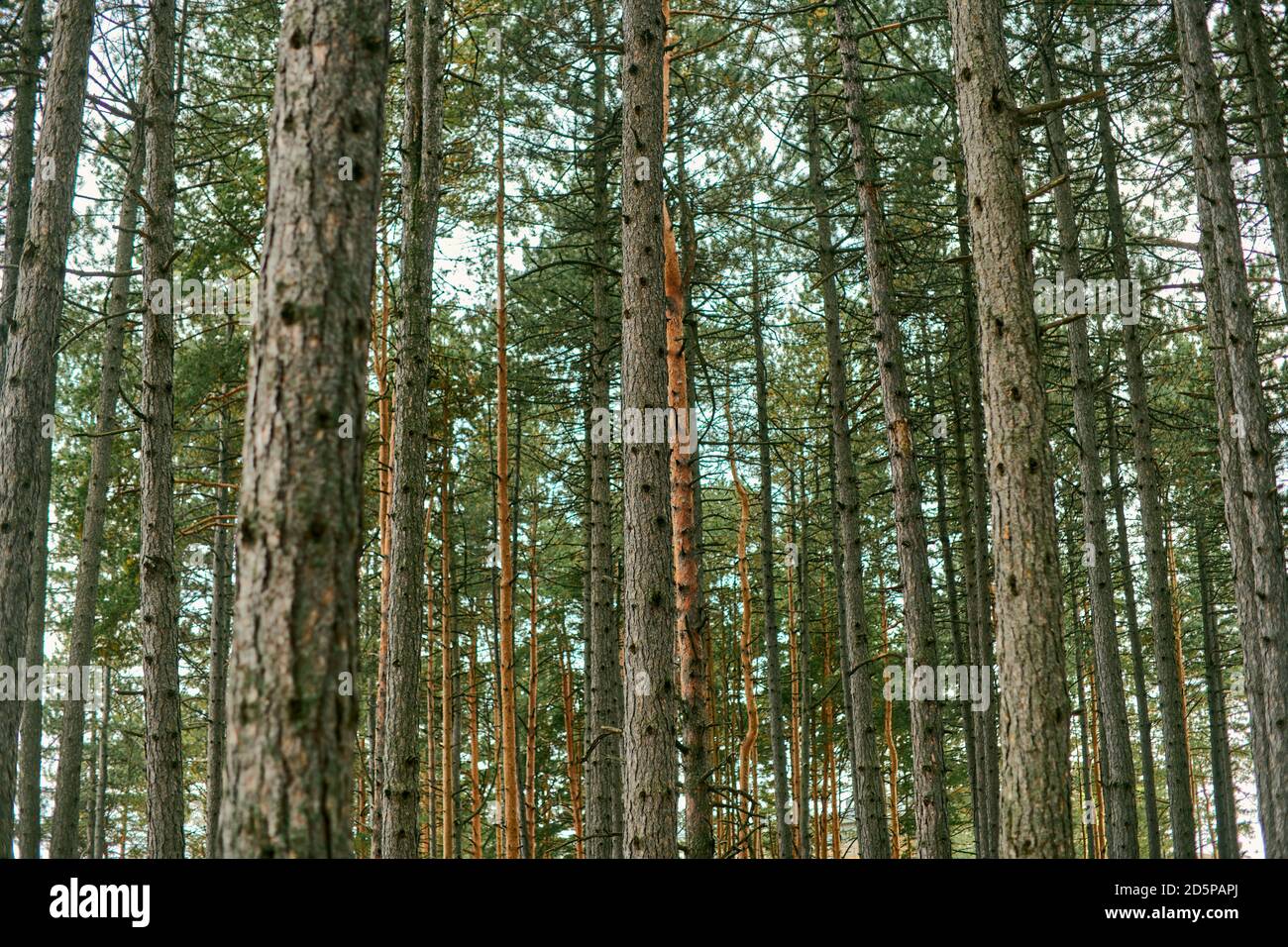 Conifere Albero Immagini e Fotos Stock - Alamy