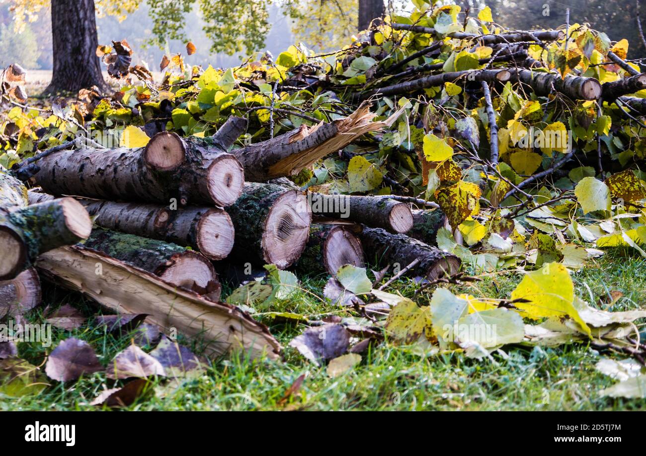 Ranger dei rami immagini e fotografie stock ad alta risoluzione - Alamy