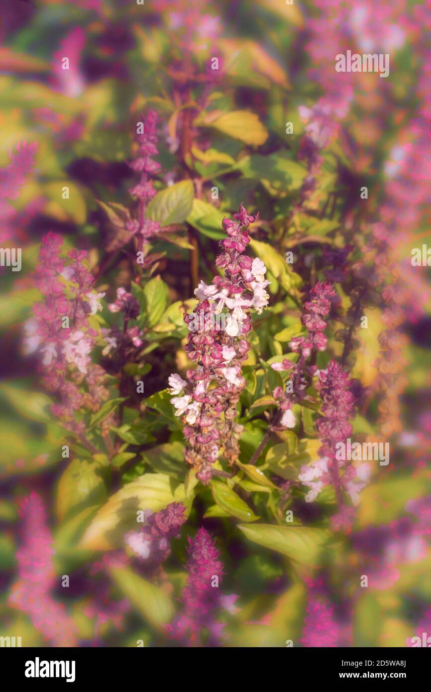 Rosso metile immagini e fotografie stock ad alta risoluzione - Alamy
