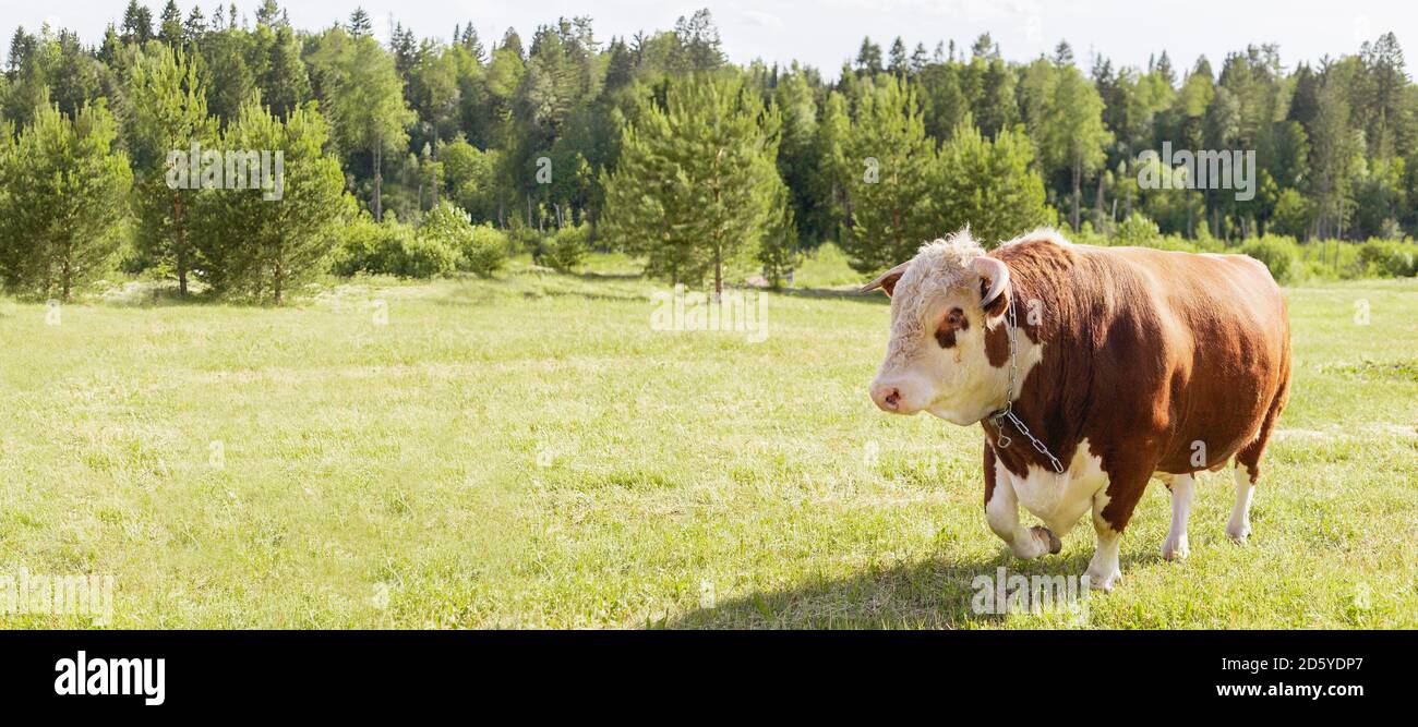toro. Simbolo di 2021. Segno zodiacale Toro. Banner. toro grande con un ...