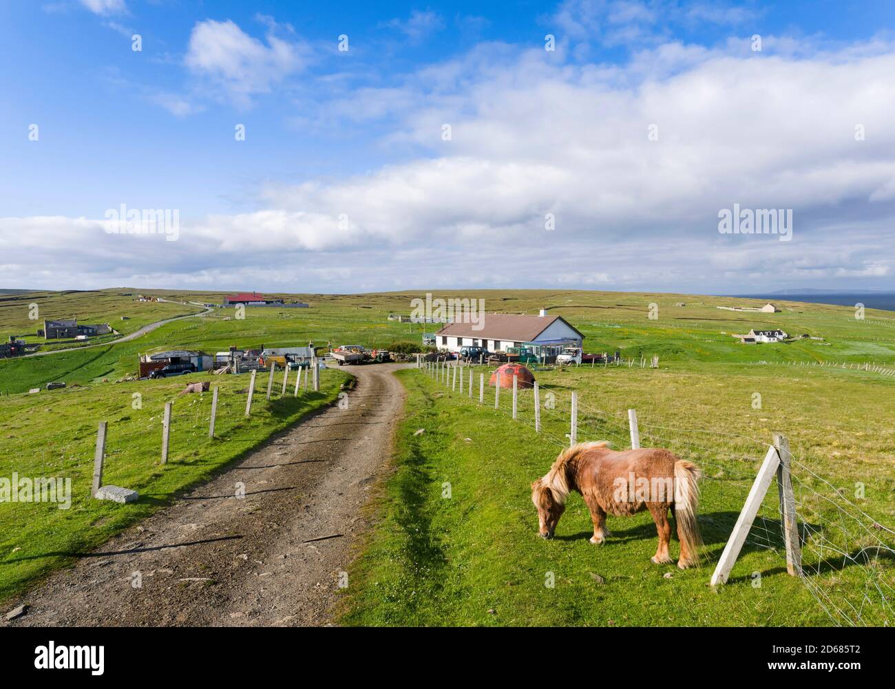 Shetland pony island foula immagini e fotografie stock ad alta ...