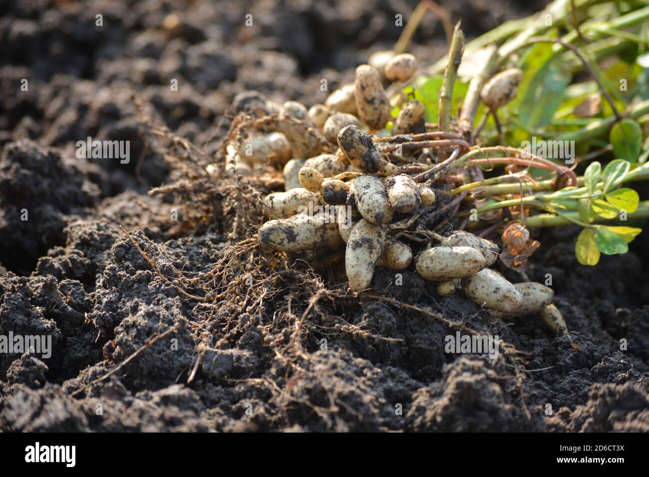 Pianta di arachidi immagini e fotografie stock ad alta risoluzione - Alamy