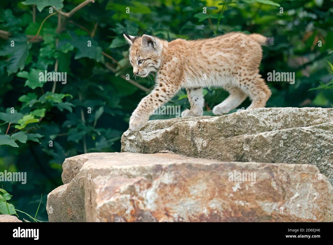 Giovani europei immagini e fotografie stock ad alta risoluzione - Alamy