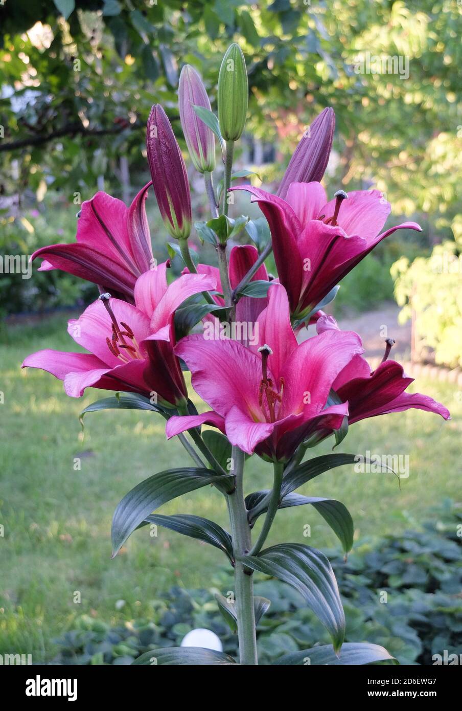 Lilium cultivar immagini e fotografie stock ad alta risoluzione - Alamy