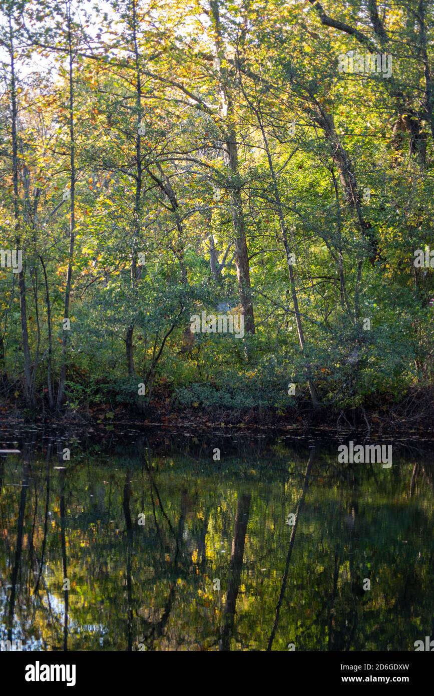 Rami e cielo riflesso nel lago immagini e fotografie stock ad alta ...