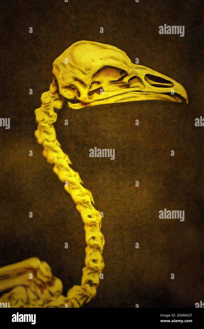 Anatomia del cranio dell'uccello immagini e fotografie stock ad alta ...