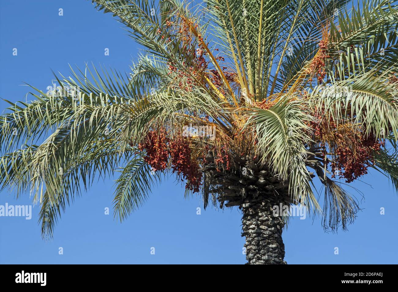 Hojas de palma immagini e fotografie stock ad alta risoluzione - Alamy