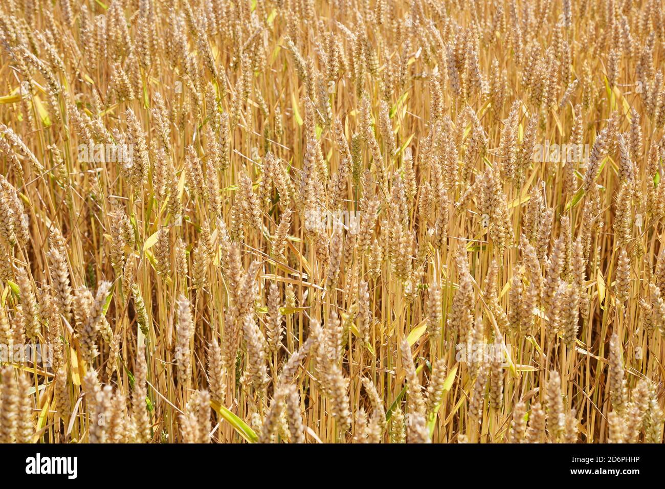 Coltivare grano immagini e fotografie stock ad alta risoluzione - Alamy