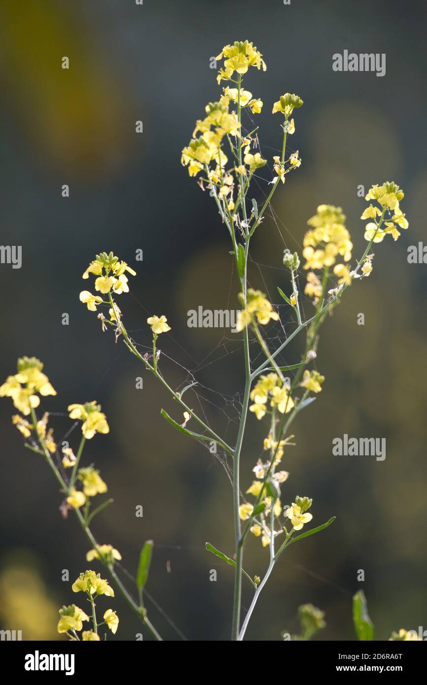 La pianta della senape è una specie vegetale dei generi Brassica e ...