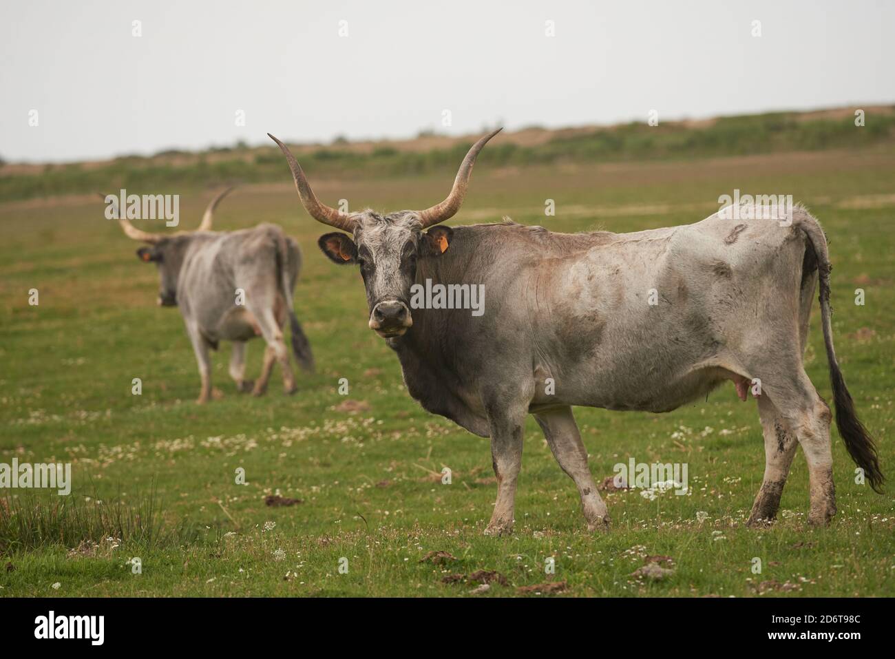Vacca maremmana immagini e fotografie stock ad alta risoluzione - Alamy