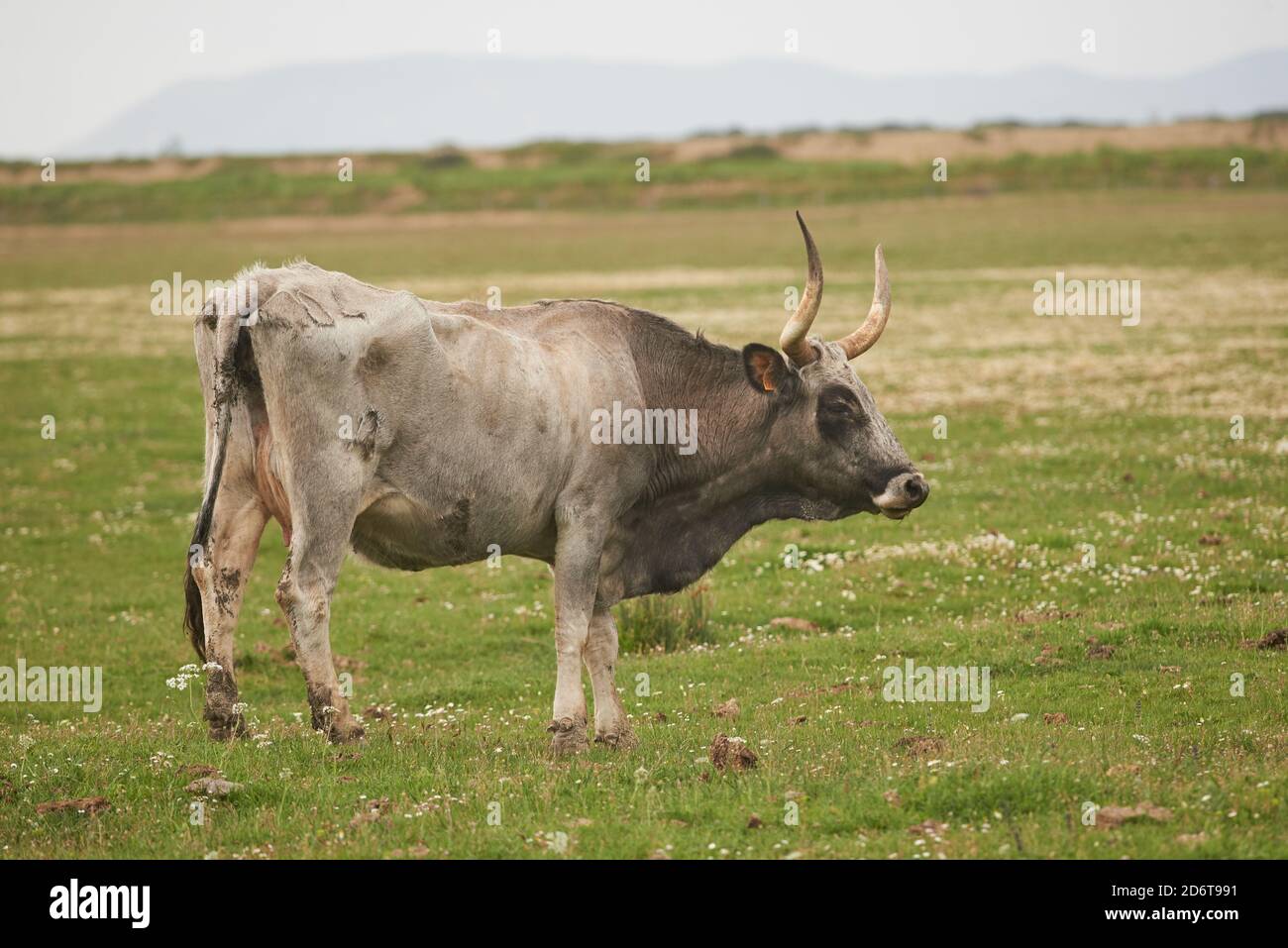 Vacca maremmana immagini e fotografie stock ad alta risoluzione - Alamy