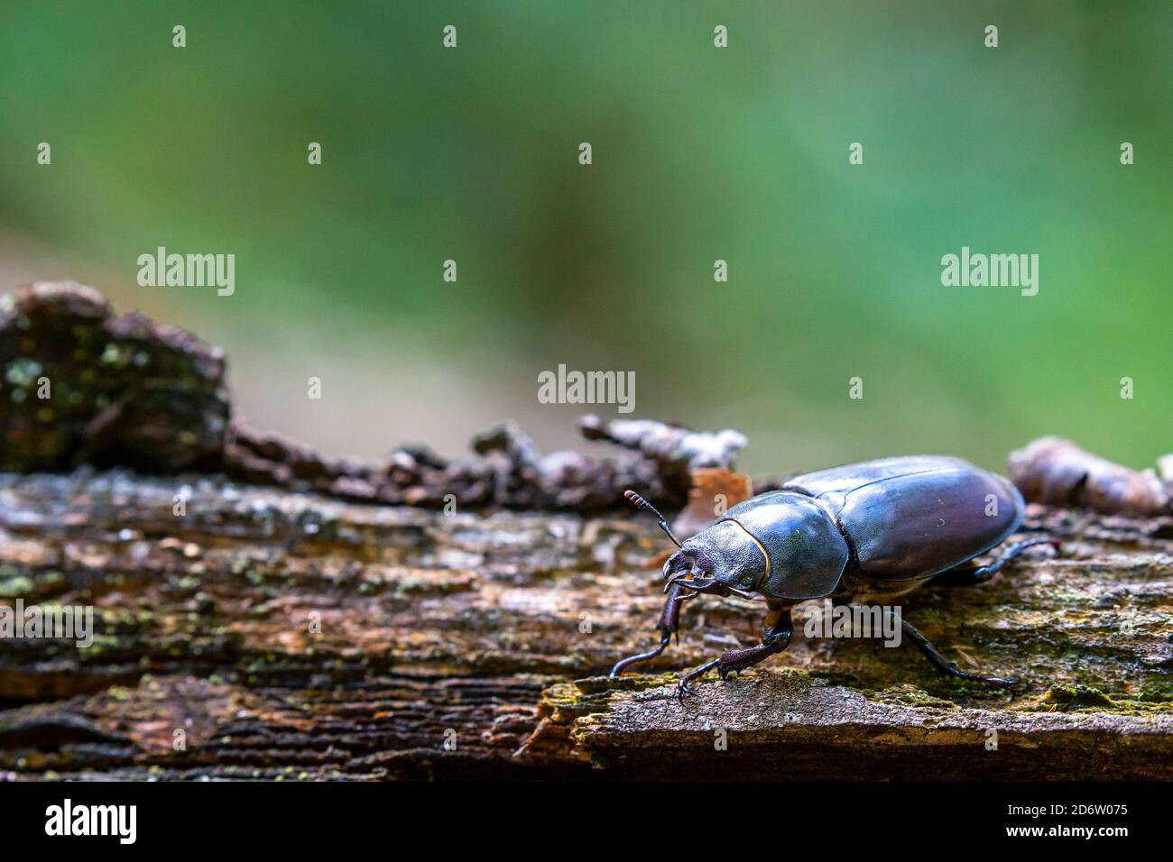 Cervo volante femmina immagini e fotografie stock ad alta risoluzione ...