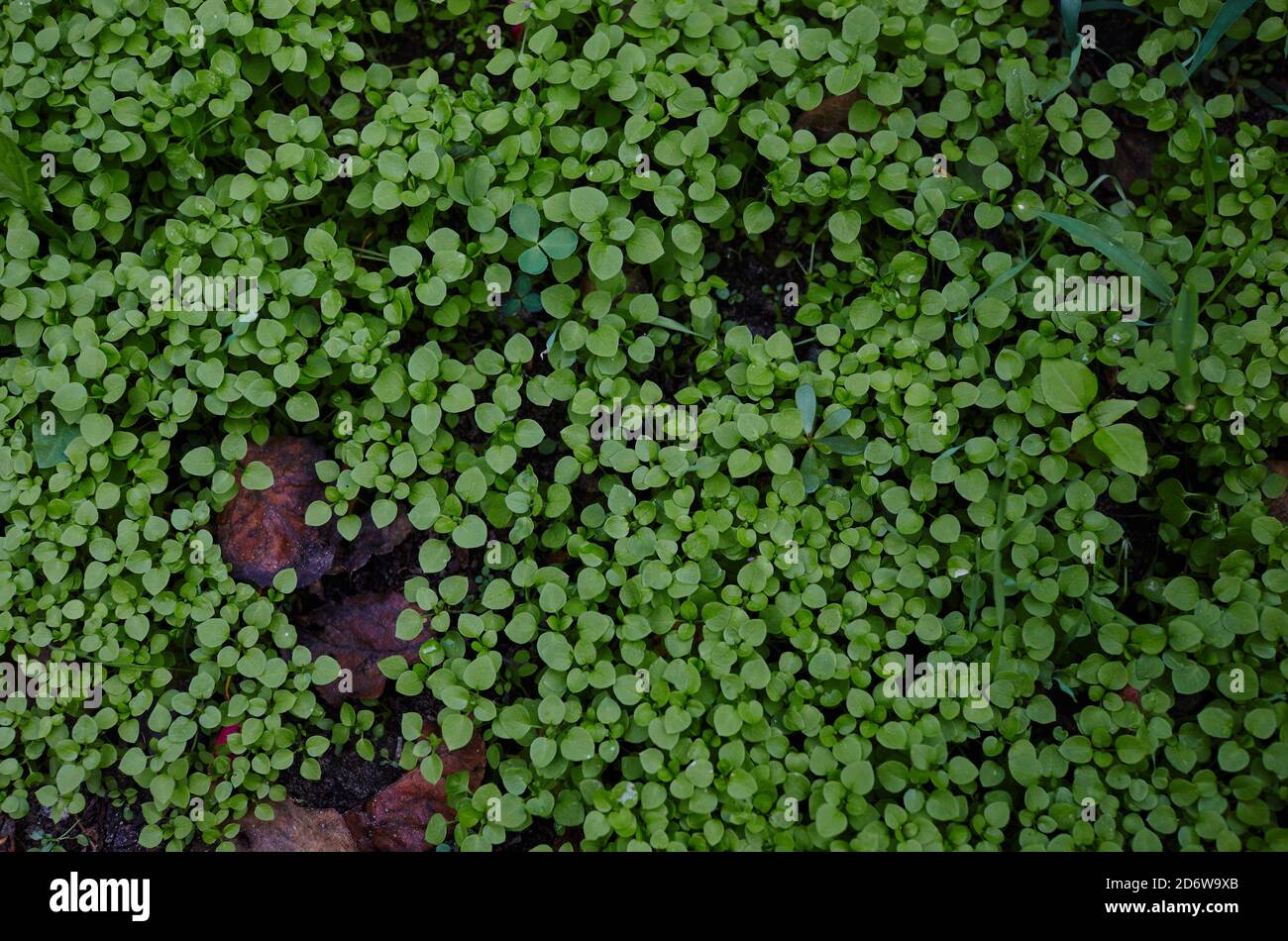 Pianta da giardino speziale immagini e fotografie stock ad alta ...