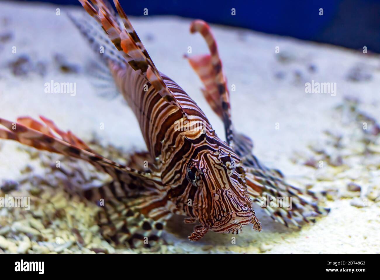 Leone marino all'acquario immagini e fotografie stock ad alta ...